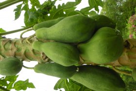 Thai Green Papaya Salad, 'Som Tum' - ImportFood.com